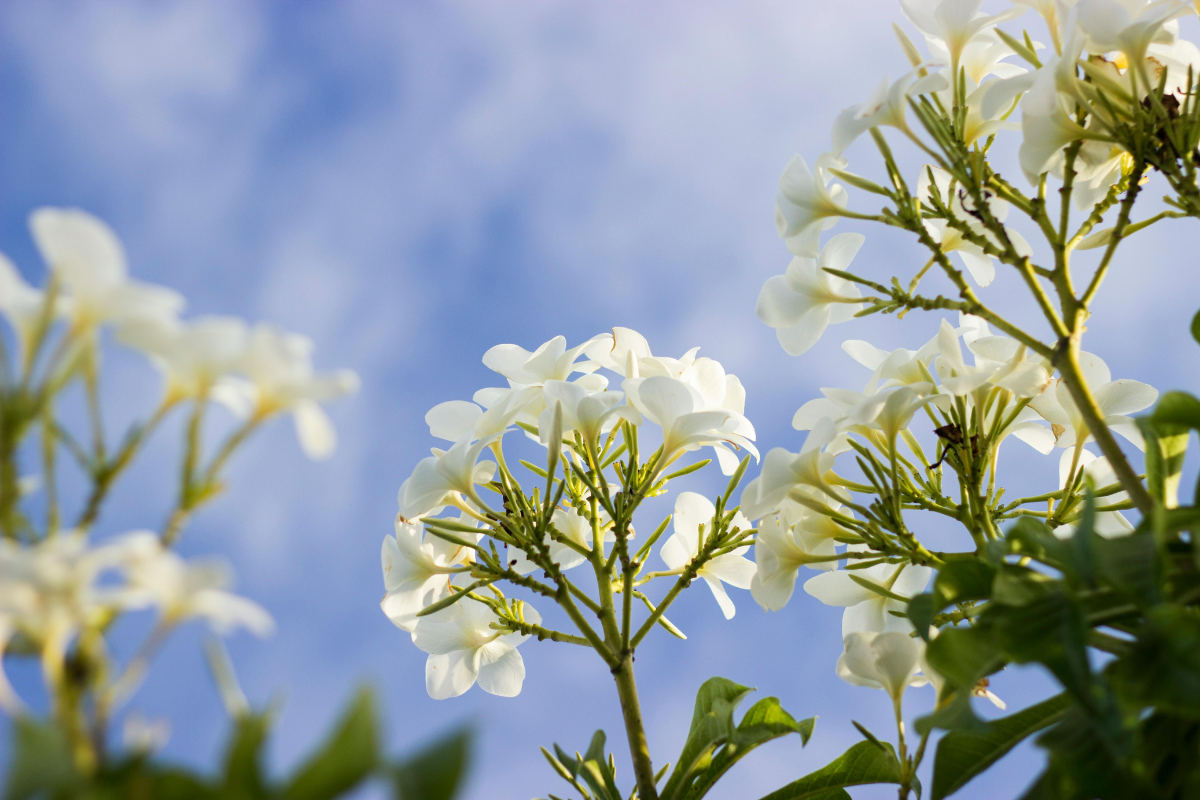 Hidden Gems: Discover Dubai’s Most Underrated And Affordable Flower ...