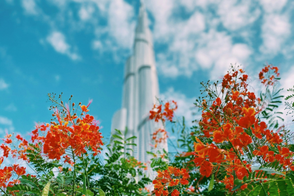 Affordable Flower Delivery Across All Emirates : Comparing Prices And ...